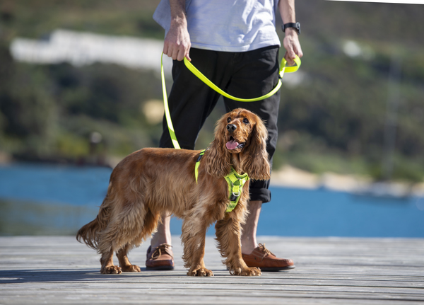 Rogz Classic Control Harness - Buy Rogz. Technical Gear For Leaders of ...