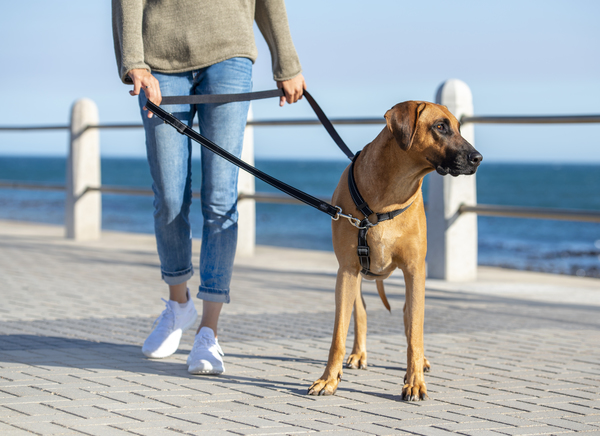 Rogz Control Multi Leash Lead - Buy Rogz. Technical Gear For Leaders of ...