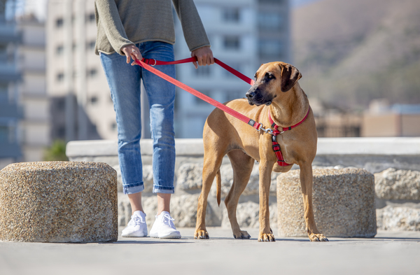 Rogz Control Multi Leash Lead - Buy Rogz. Technical Gear For Leaders of ...