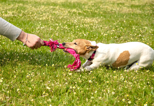 Rogz Scrubz Tug Toy for Dogs Kong - Buy Rogz. Technical Gear For ...