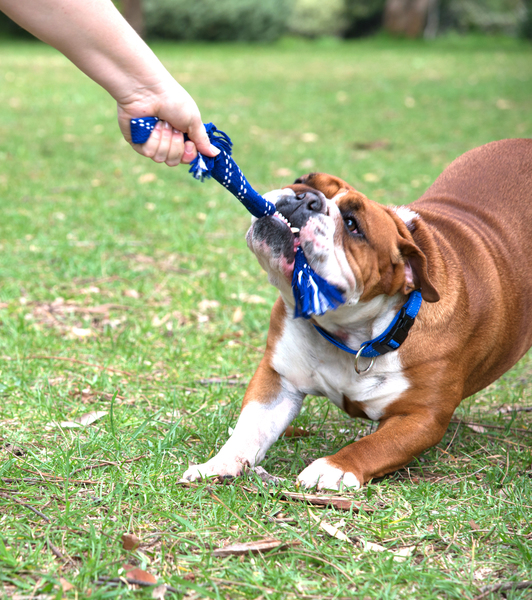 Rogz Scrubz Tug Toy for Dogs Kong - Buy Rogz. Technical Gear For ...