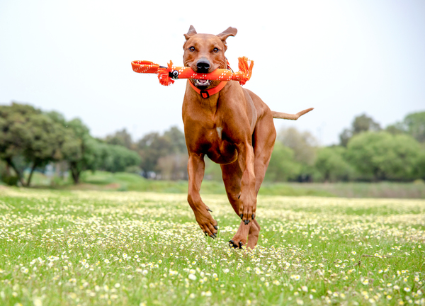 Rogz Scrubz Tug Toy for Dogs Kong - Buy Rogz. Technical Gear For ...