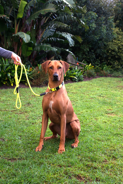 Rogz Rope Leash 6ft - Buy Rogz. Technical Gear For Leaders of The Pack